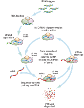 The A-B-C’s of R-N-A-i: Therapeutic Applications and §101 Implications ...